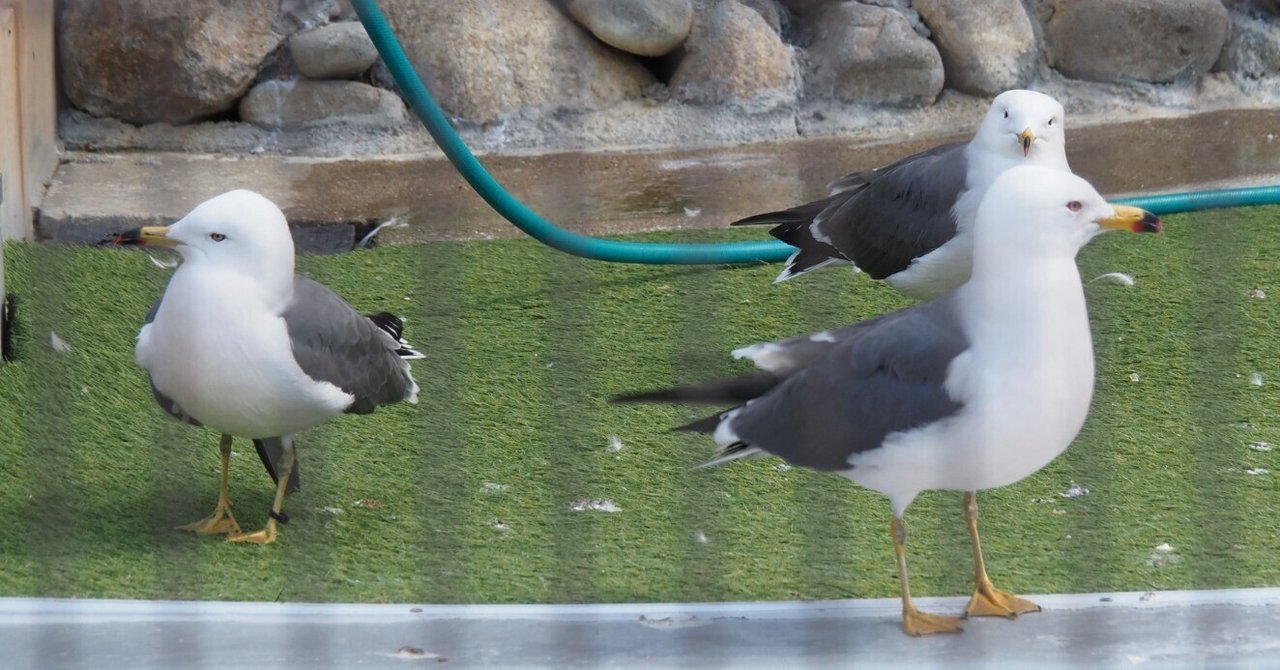 ウミネコ物語｜M_ayumi