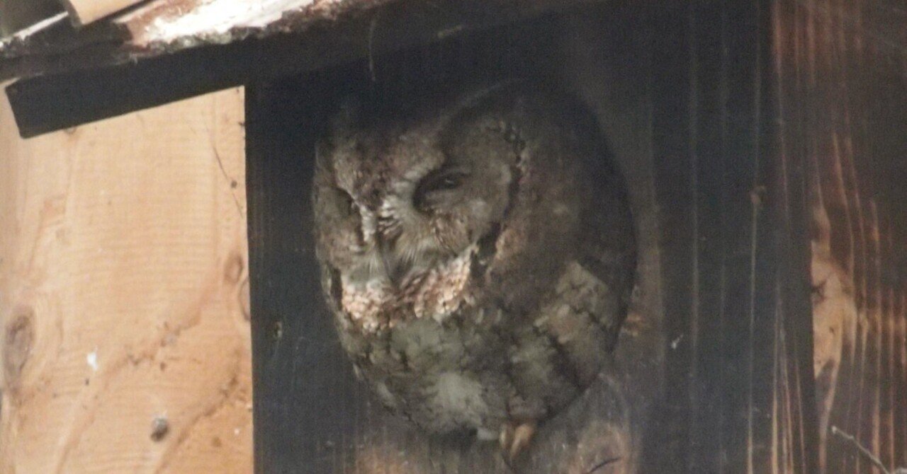 オオコノハズク物語｜M_ayumi