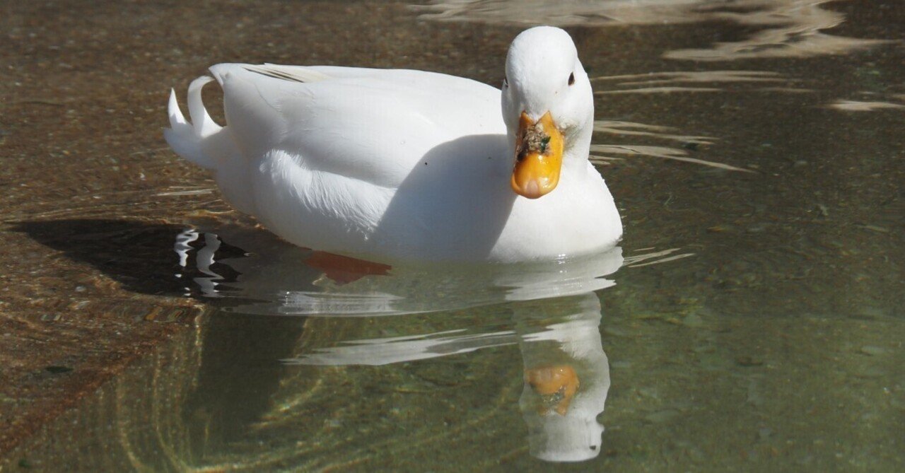 コールダック物語｜M_ayumi