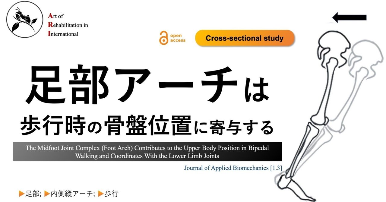 足部アーチは歩行時の骨盤位置に寄与する|super Human 理学療法士/保健学博士 Phd