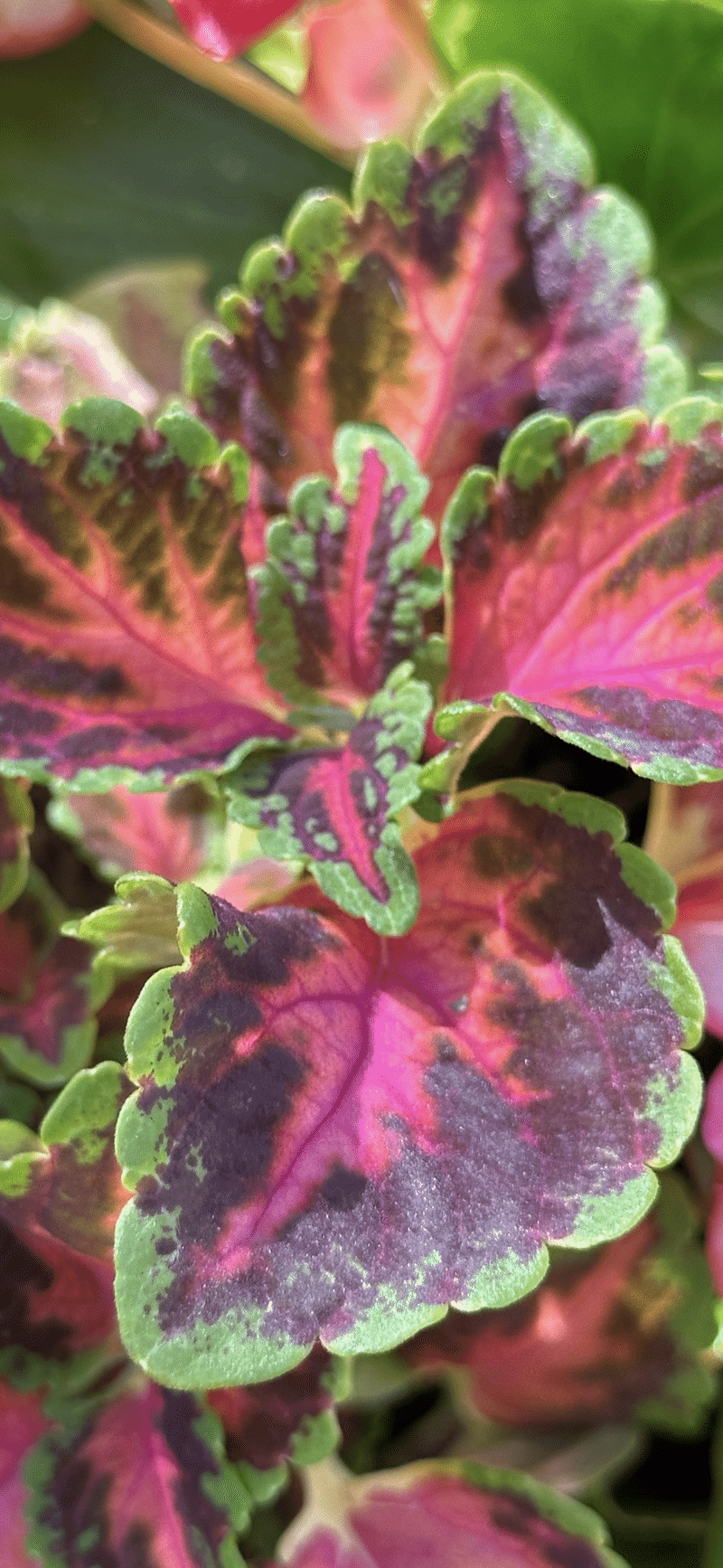 COLEUS - CORAL SUNRISE｜EGGSEED