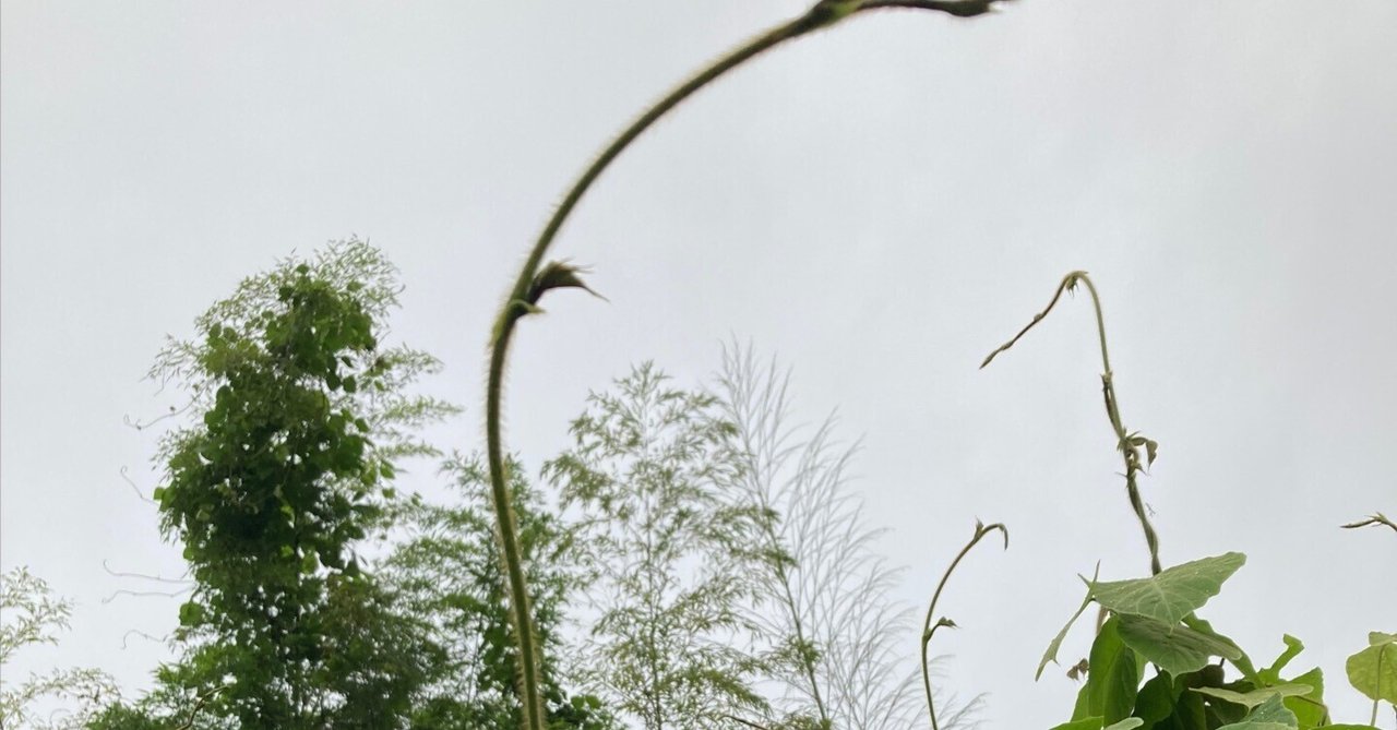 Yukihiko Yamada ｜note