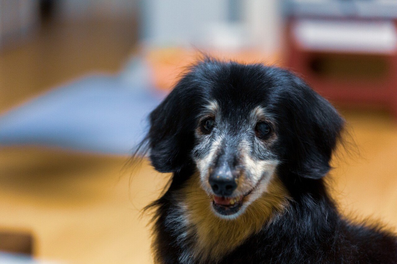 やっぱり笑顔が一番🐶おやつちょーだいアピールの圧がすごい（笑）食べたあとはニッコリなのです🐶｜EmuLog＠在宅ワーク&ガジェット好き&物欲解放の備忘録