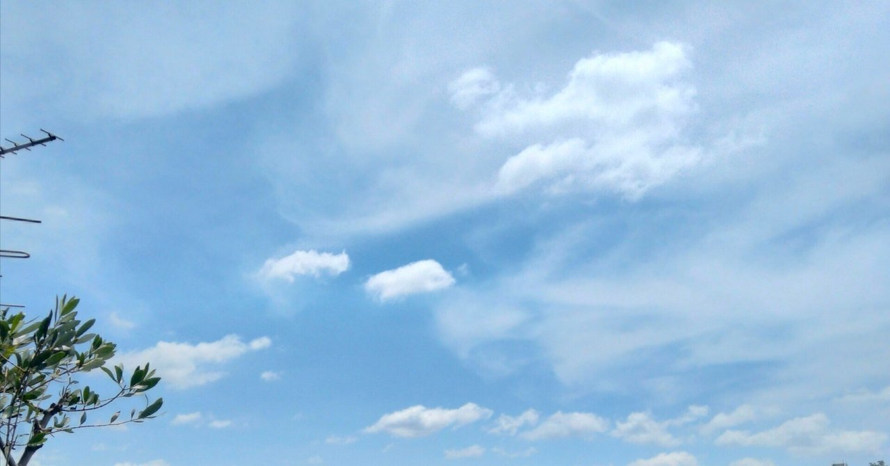 cute scars｜アポロ