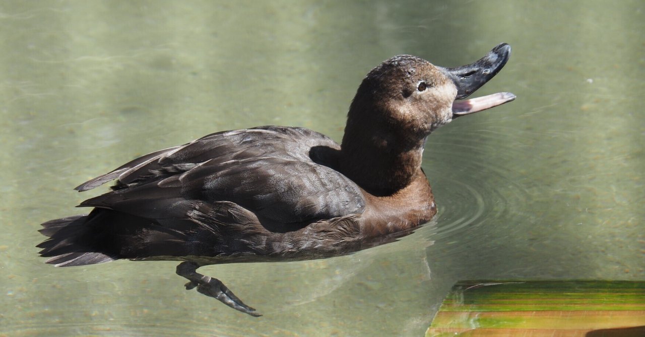 ホシハジロ物語｜M_ayumi