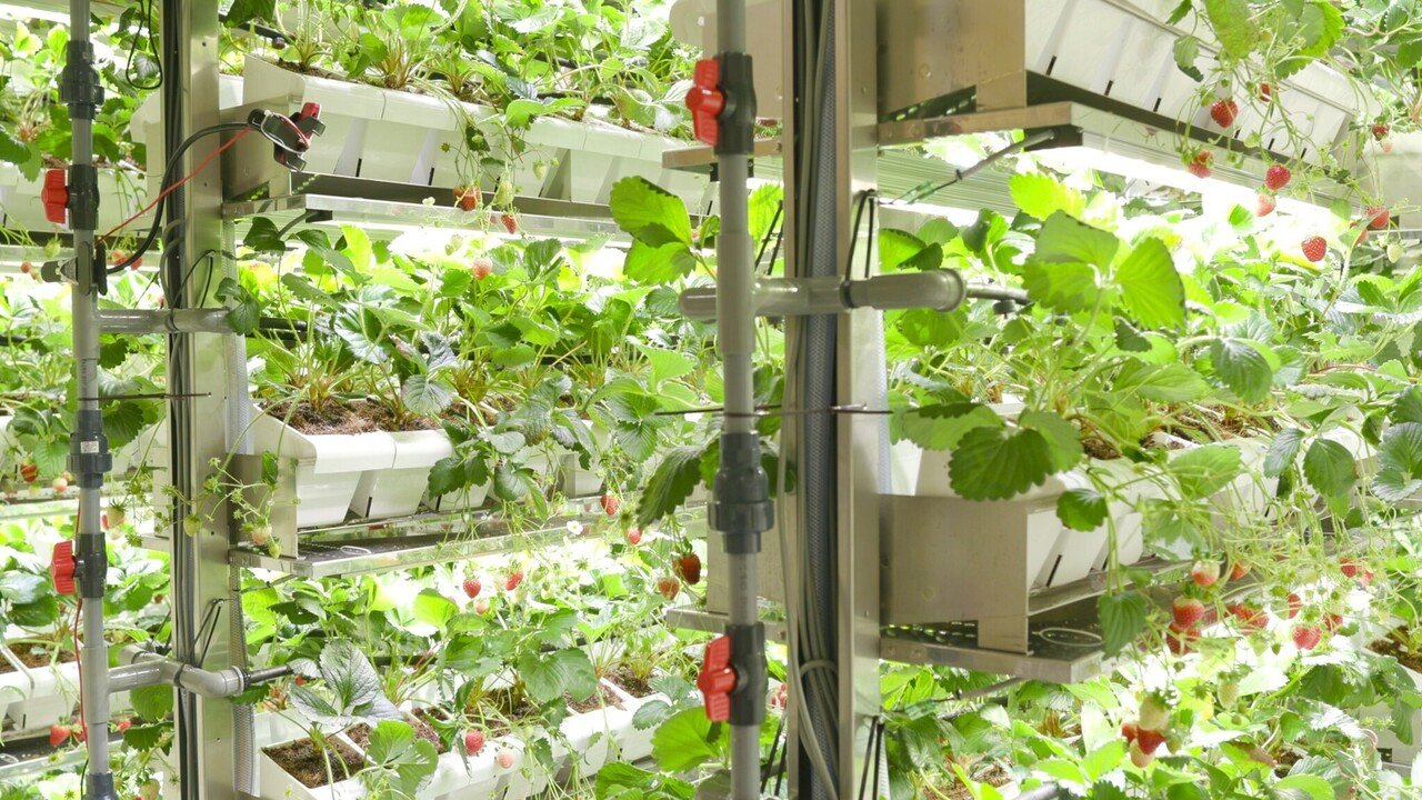 MD-Farm㈱は、山形県南陽市にAIを活用したイチゴの工場栽培を2025年に開始すると発表。AIがイチゴの熟れ具合を判断し、ロボットが自動 ...