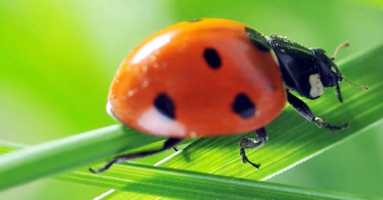 Sound : Ladybug｜artoday - chiaki