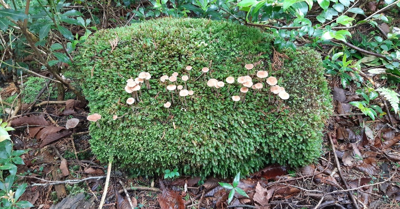 虹の彼方から Bright day EIKO｜note