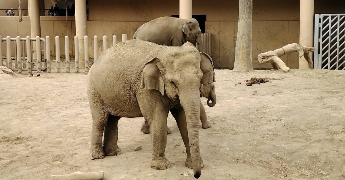 6月ライブスケジュール｜shintaro_hanada