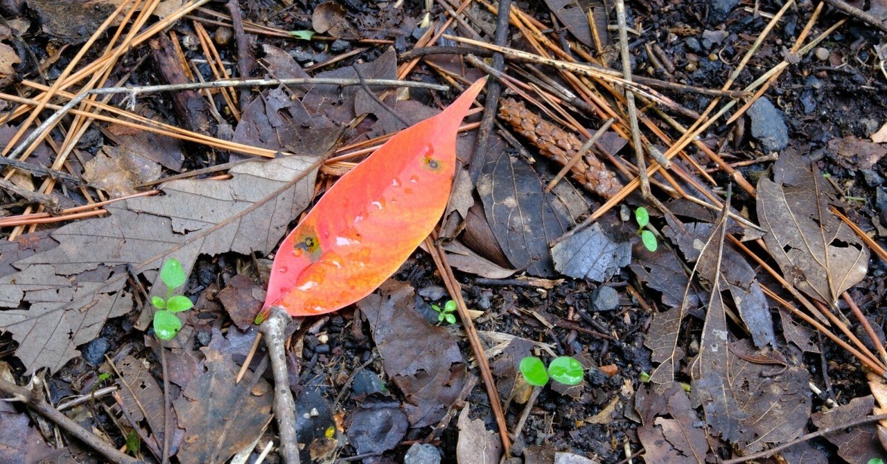 Fujifilm X-T5を持って散歩ルートを変えてみる。それから自然農を楽しむ。｜fold_hama