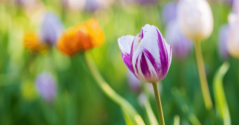 【連続note小説】日向食堂 小日向真司17歳｜鈴々堂/rinrin_dou@昭真