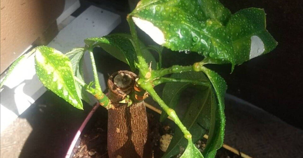 ベランダ四季 春～5月①～｜Yae Sonoda*園田やえ