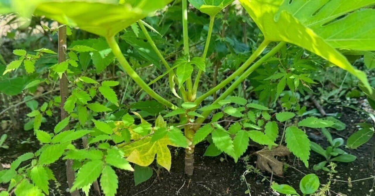 happea-nyanko｜note