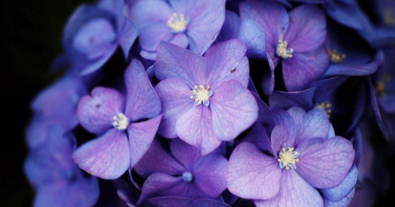 Poem"Hydrangea"｜虎井春＆蜂芳弌