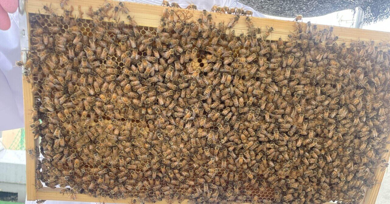 養蜂生活1143日｜yabusan（823）