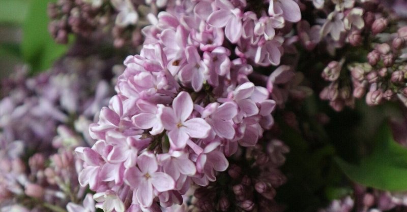 KANA🌷florist｜note