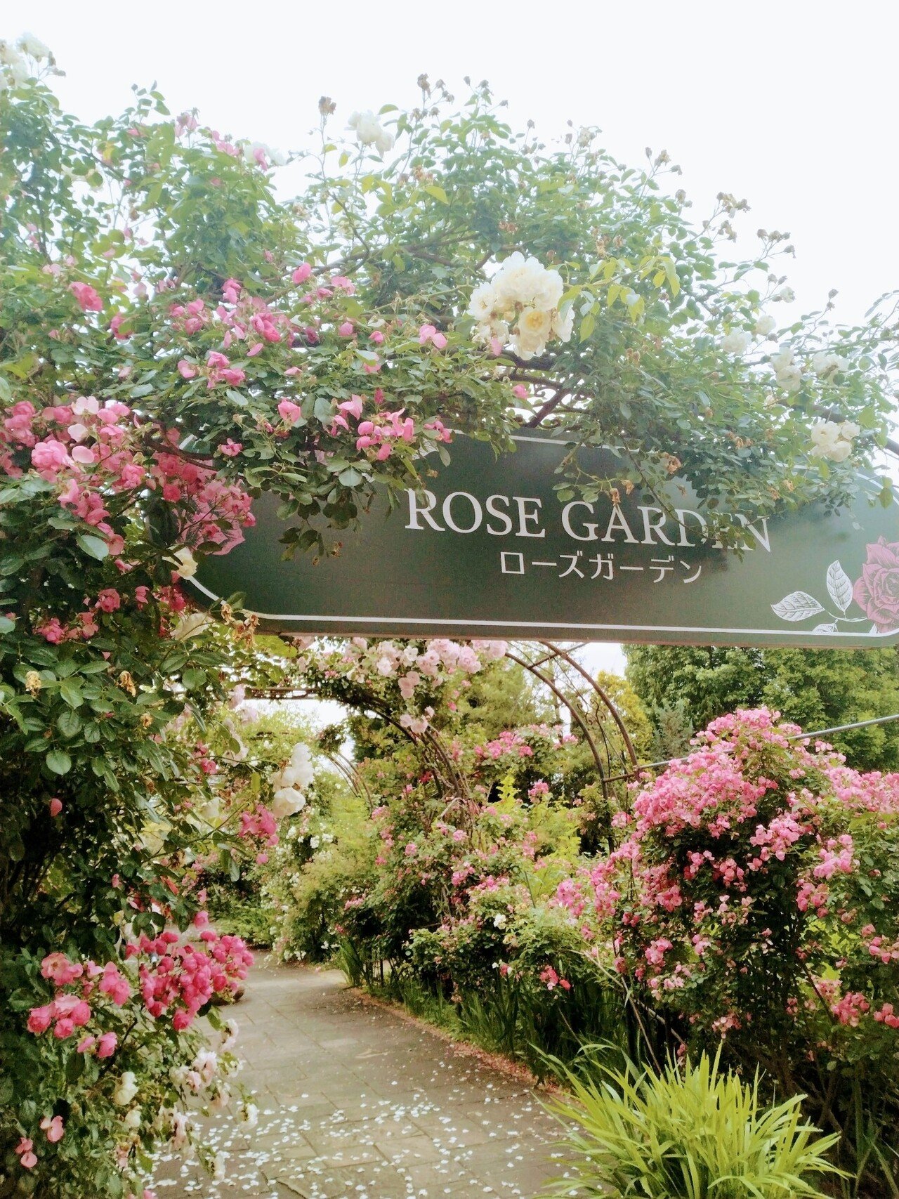 関越自動車道「花園IC」近くの洋菓子屋さん、「花園フォレスト」のエントランスです。バラのガーデンが見ごたえあります。お土産を買ったり、きれいなお手洗いもあるのでドライブ休憩がゆっくりとできます ...