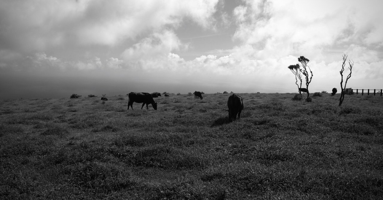 白黒つけられない。｜OHO KANAKO