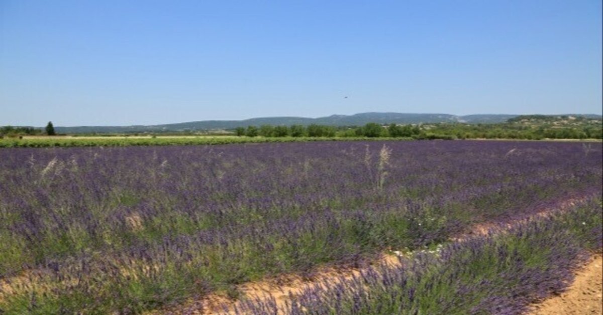 プロフィール｜Nami Hanagaki