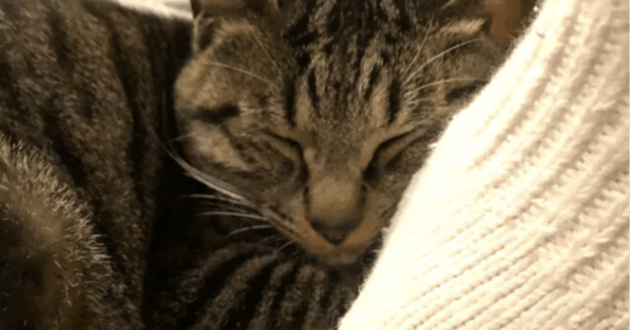 寅次郎、寝る｜とくだなおき