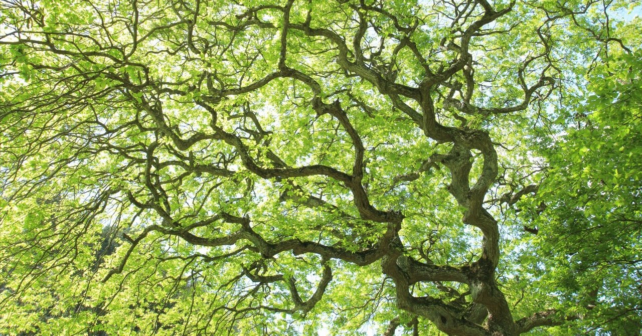 本当に良かった5D2｜Photozuka