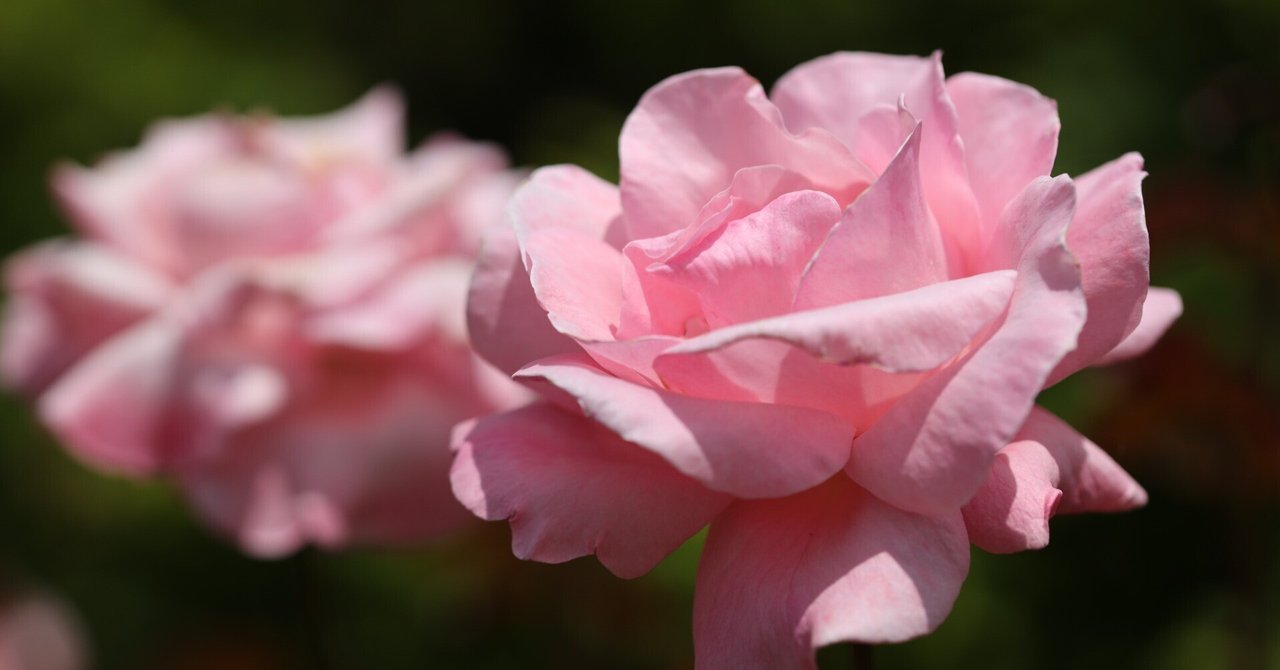 Strolling Ricky｜note