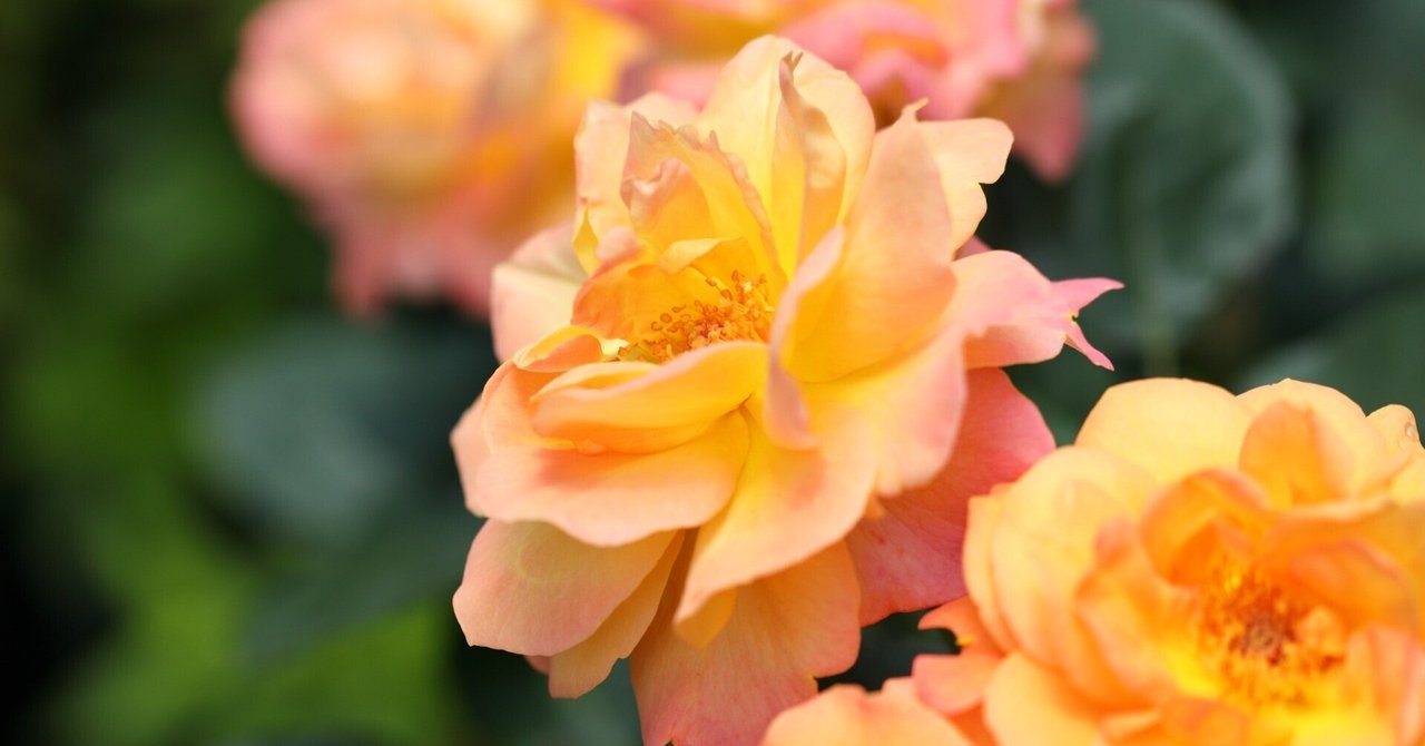 Strolling Ricky｜note