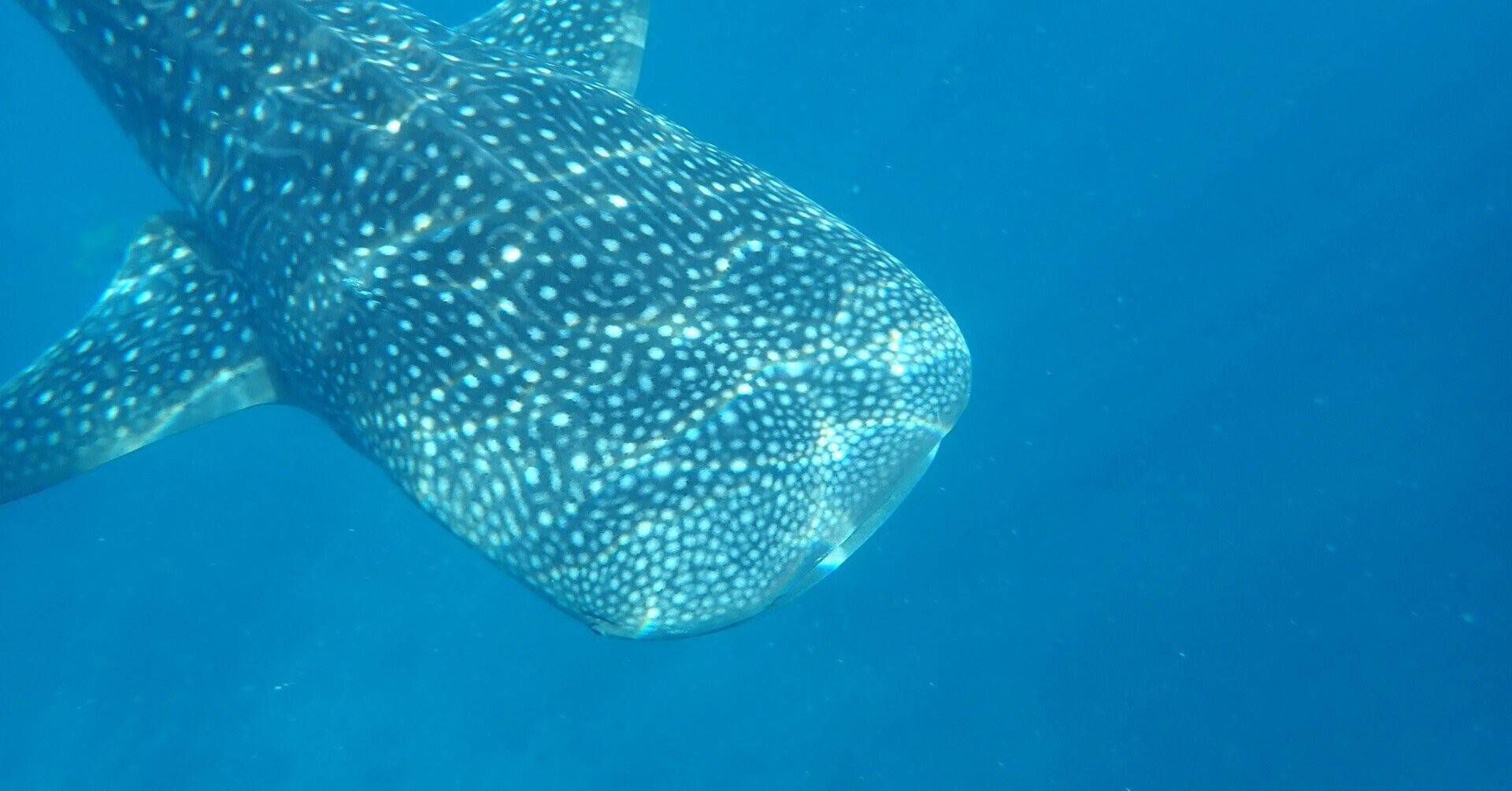 kazutoshi-memento-mori｜note