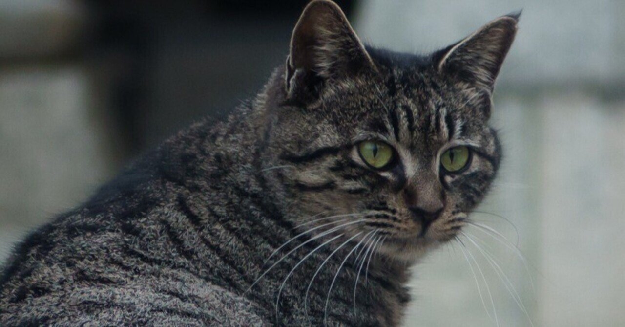 新しい視点｜Hiro Oaks / 日々の雑感