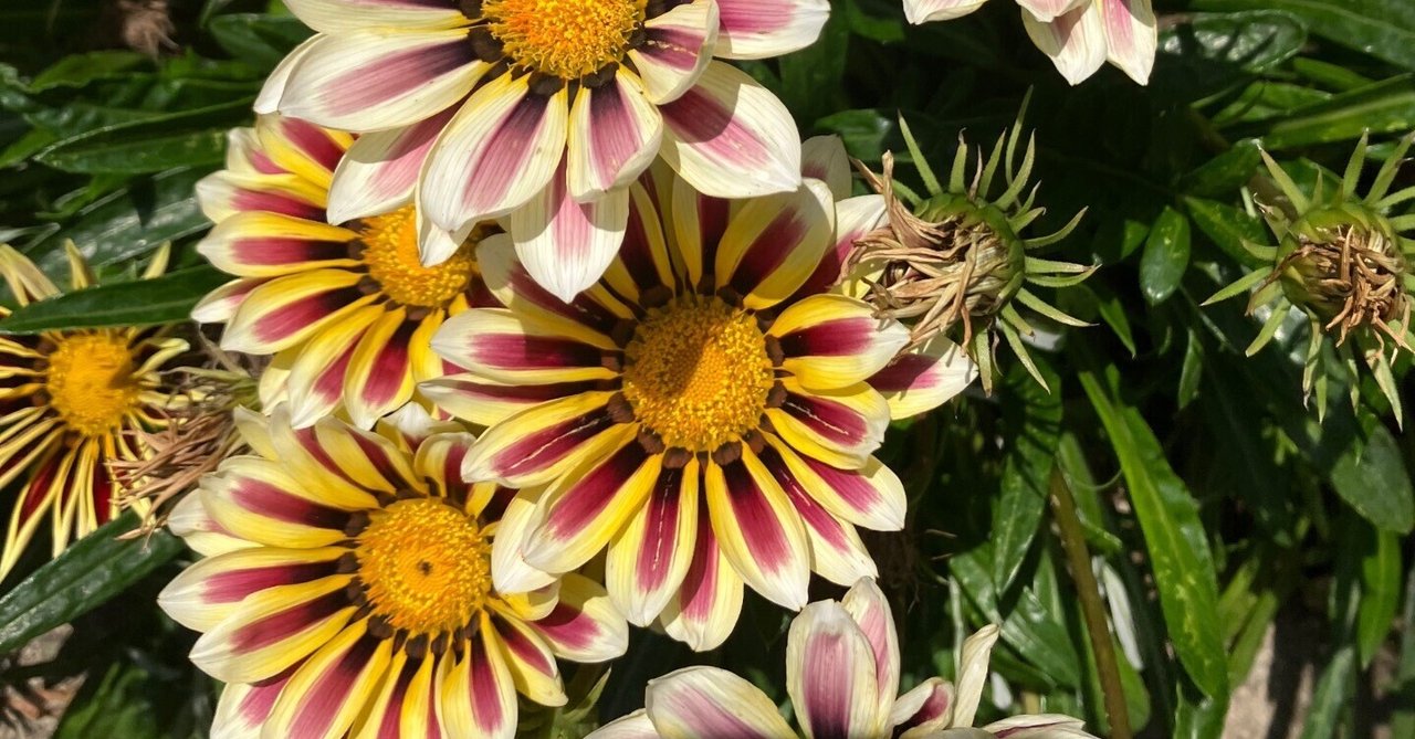 Lippia-atelier(花屋)midori mori｜note