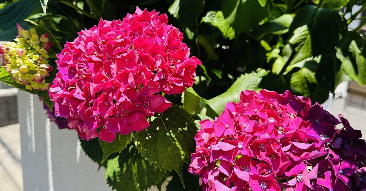 紫陽花｜和田侑也／yuya wada