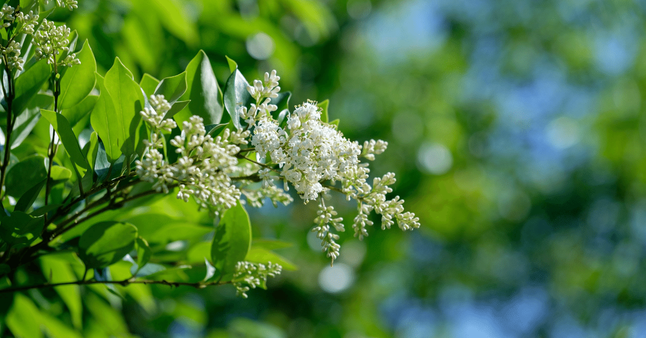 2024/6/6 新月ふたご座｜mariko