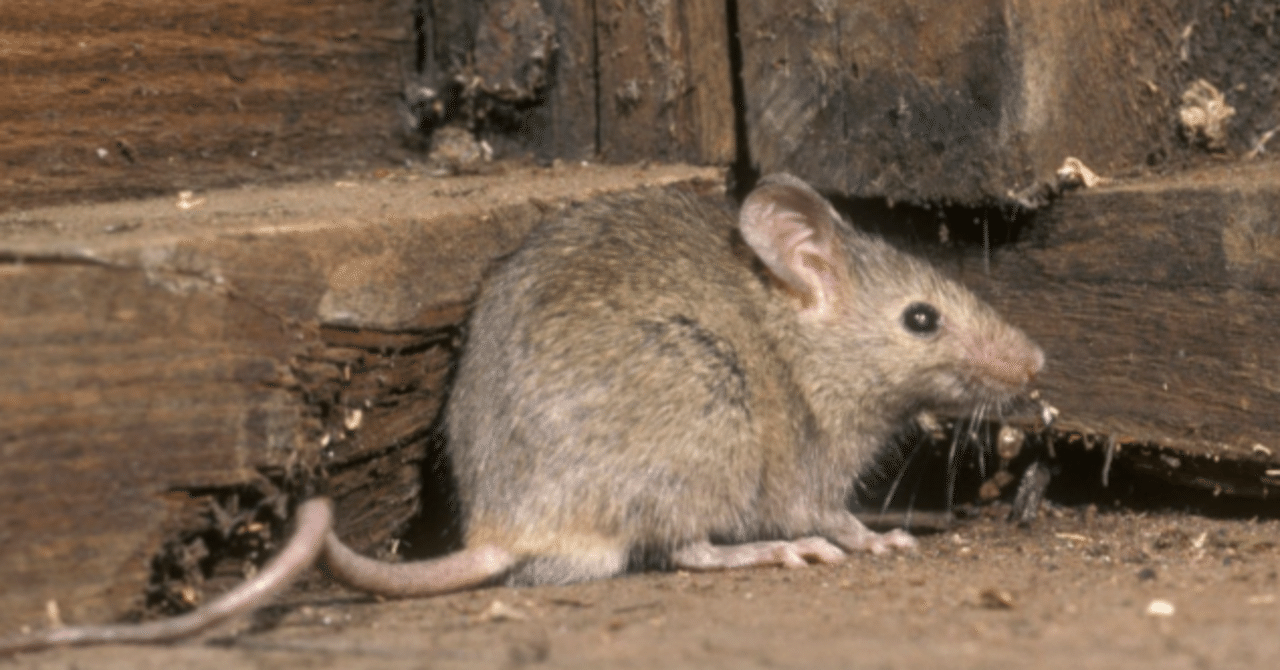 Dr Pilon (パイロン先生)｜note