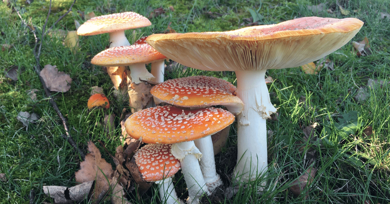 全米初マッシュルームディスペンサリー｜Mariko Takeuchi