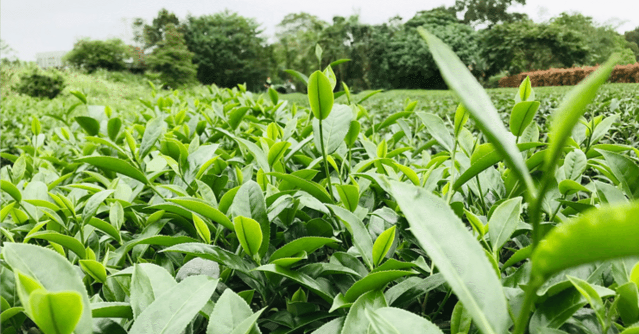 早春の四季春。いつでも春。｜Lin Pinchun｜台湾出身の台湾茶研究家