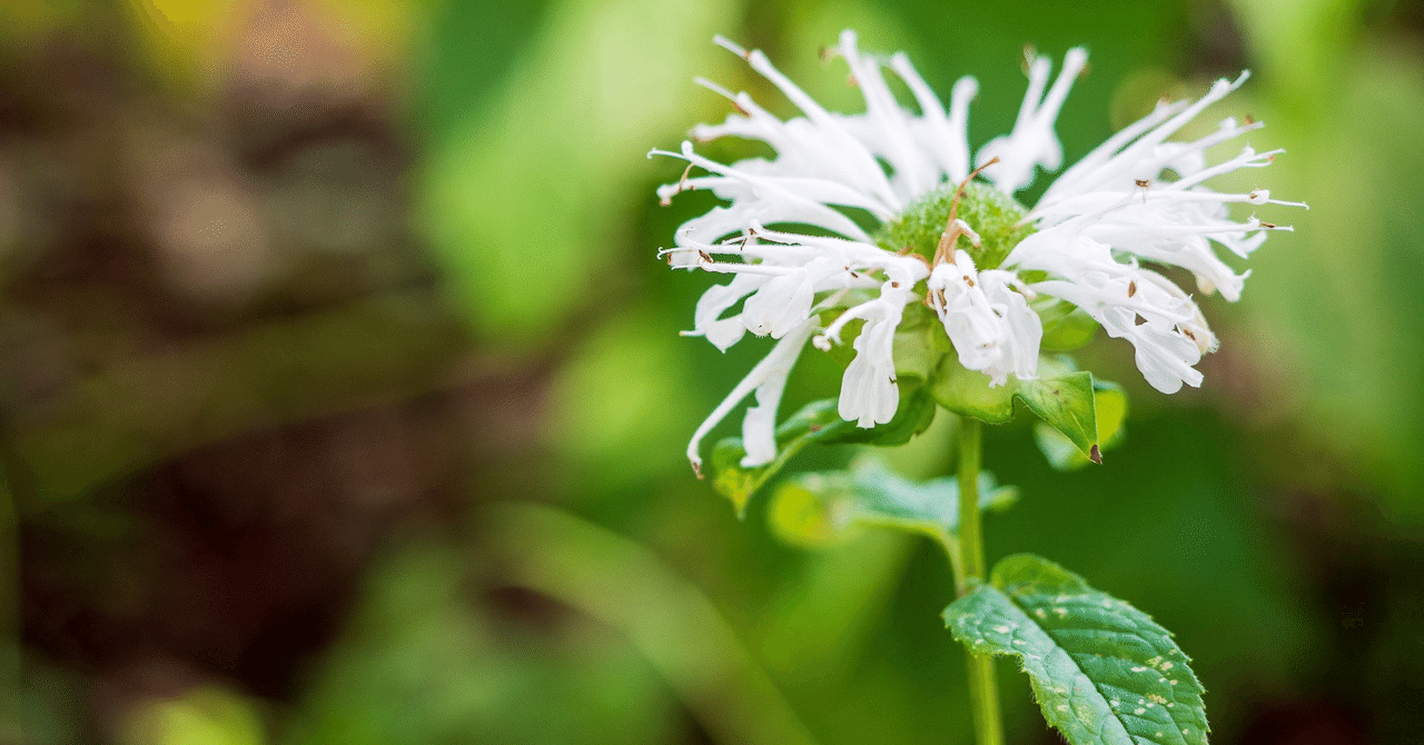 鈴々堂/rinrin_dou@昭真｜note