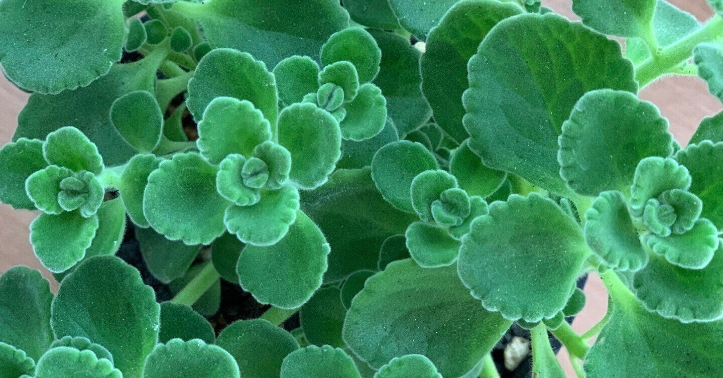 長月-nagatsuki｜note