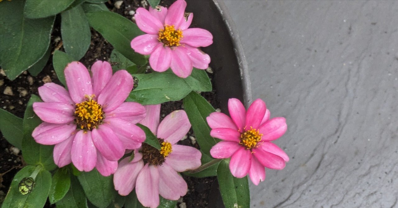 第3巻306番~作者 安貴王｜ichiro70