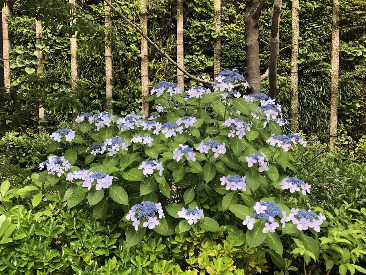 5月の東京散歩｜WalkingWorld