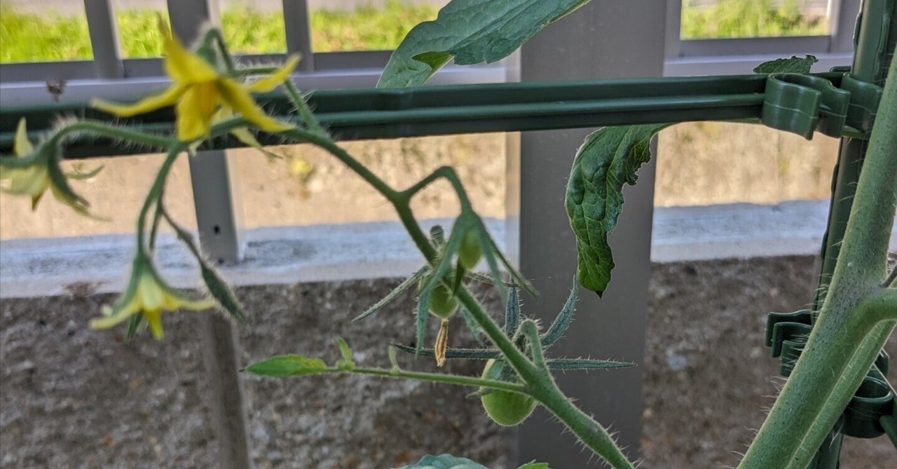 ミニトマト栽培日記🍅6/9｜taka_nasu