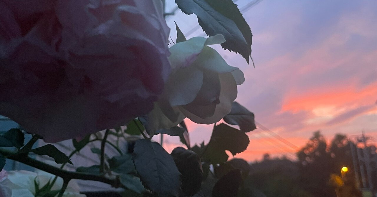 朝を歩く。｜Lily Kobayashi