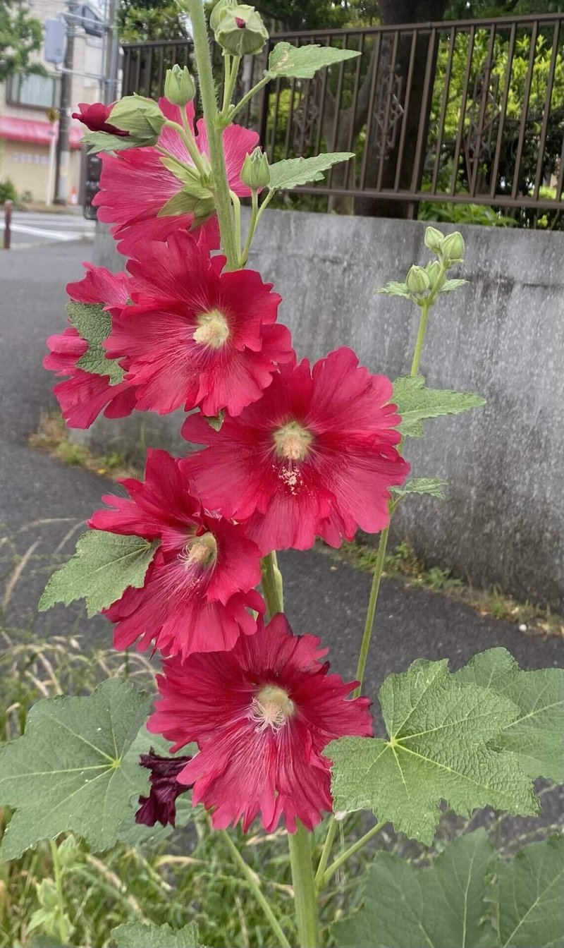 立葵三色｜之哲／Yuki Satoru