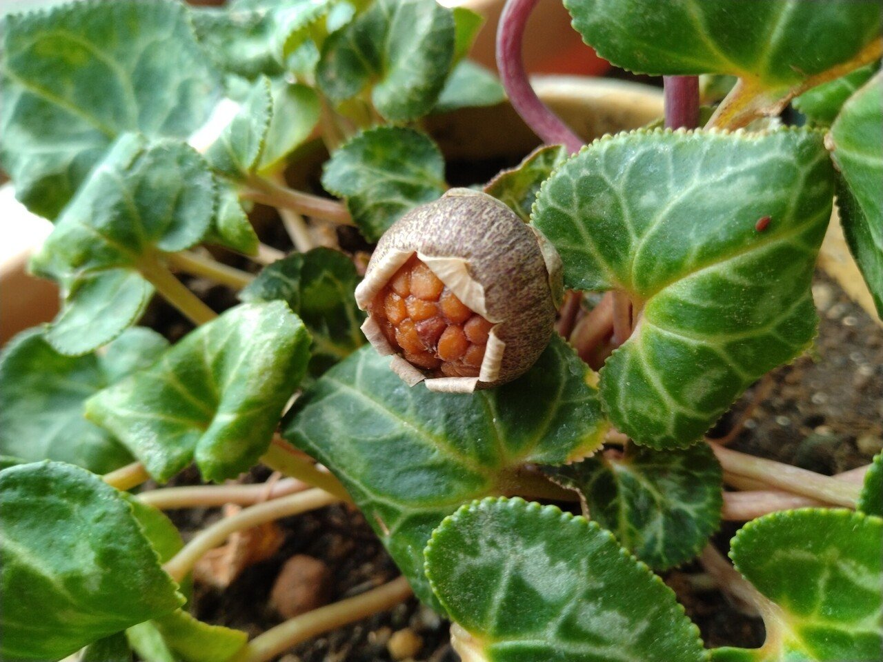 シクラメンの実｜あんころもっち