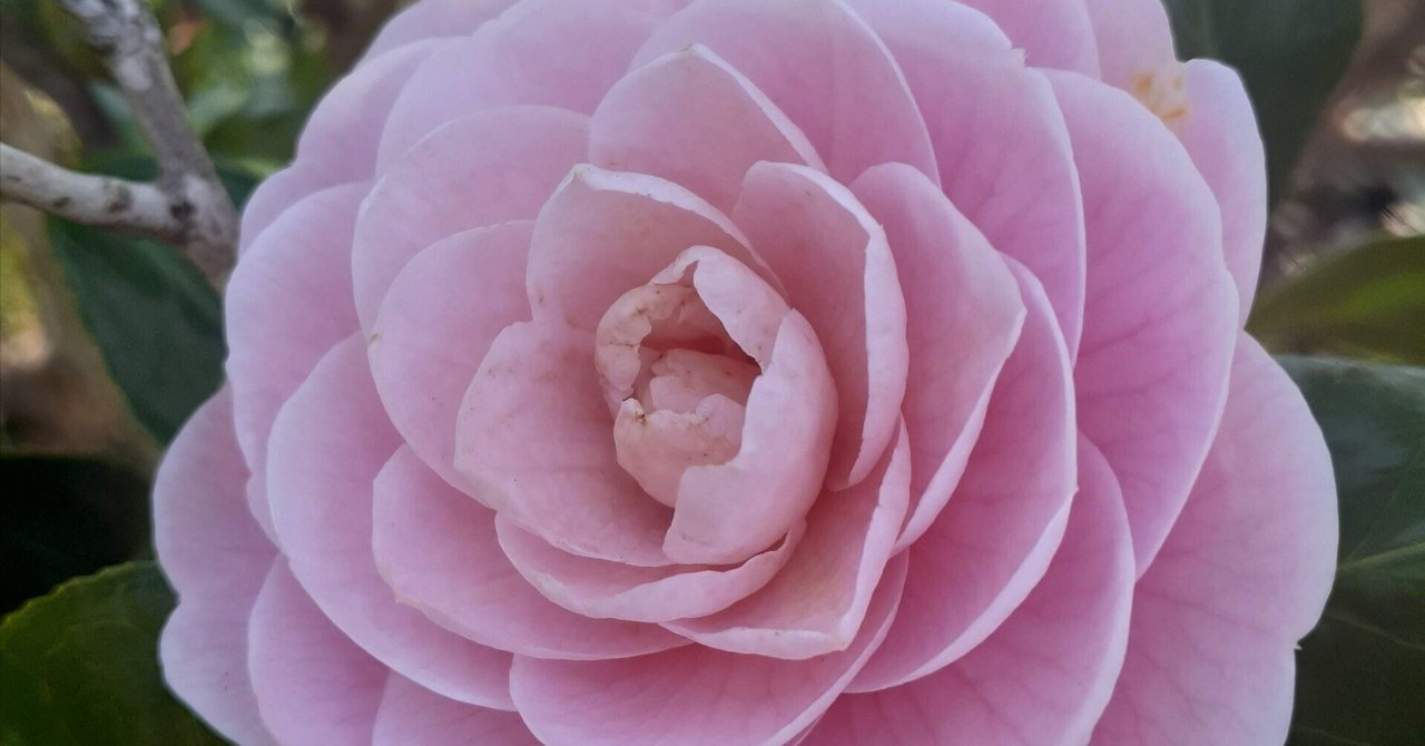 『偶然の祝福』小川洋子（2004）｜読書感想文｜Arai Nami