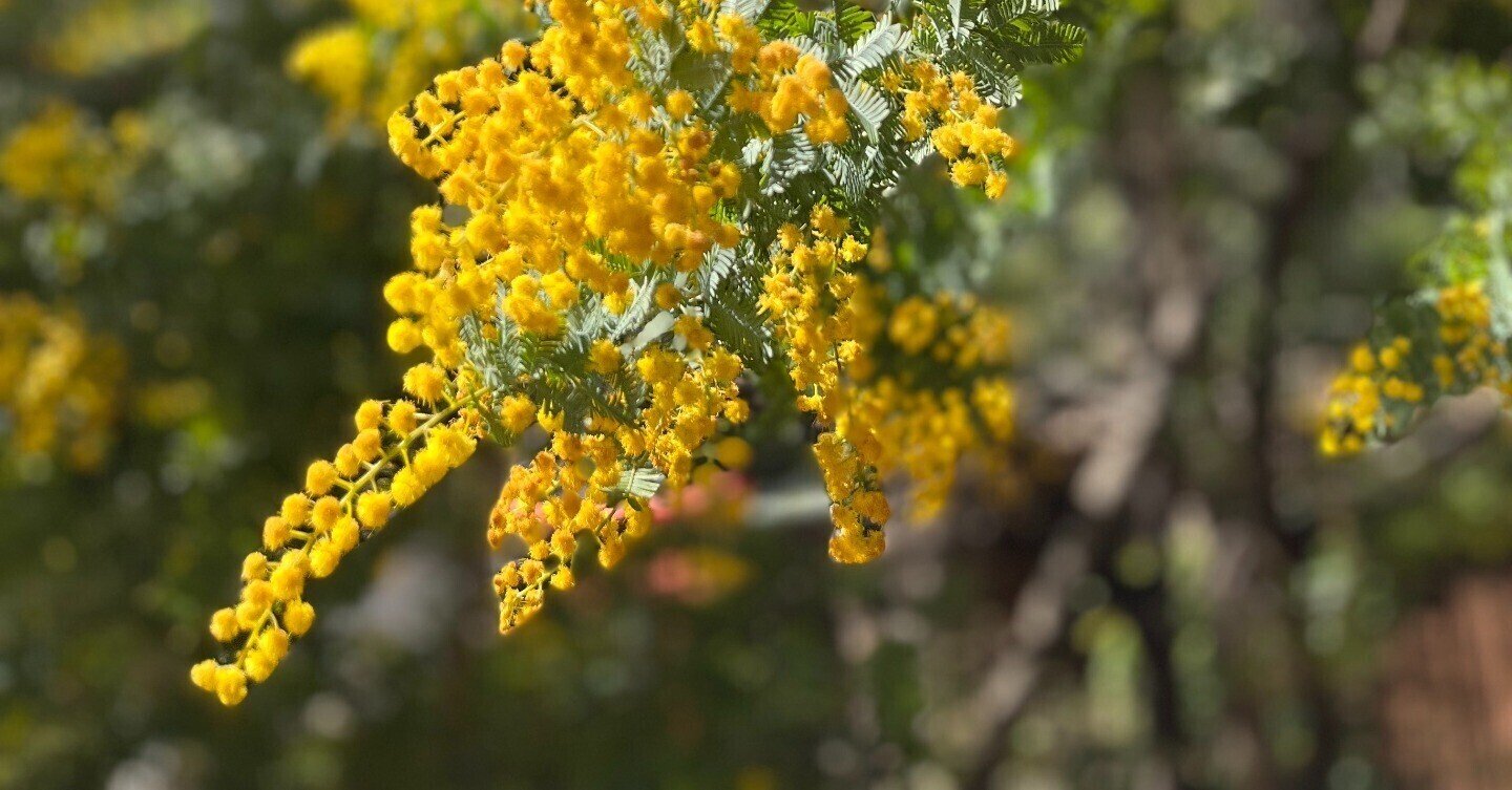 𝑛𝑎𝑡𝑠𝑢𝑘𝑖｜note