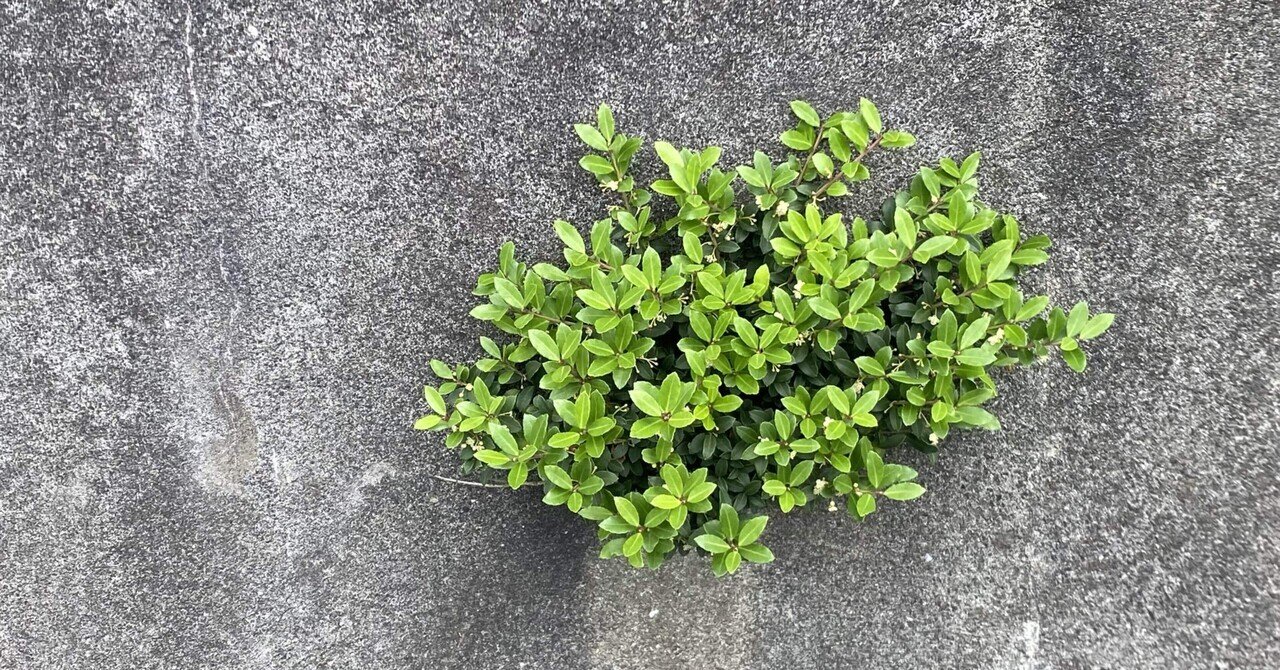 隙間に映える植物｜之哲／Yuki Satoru