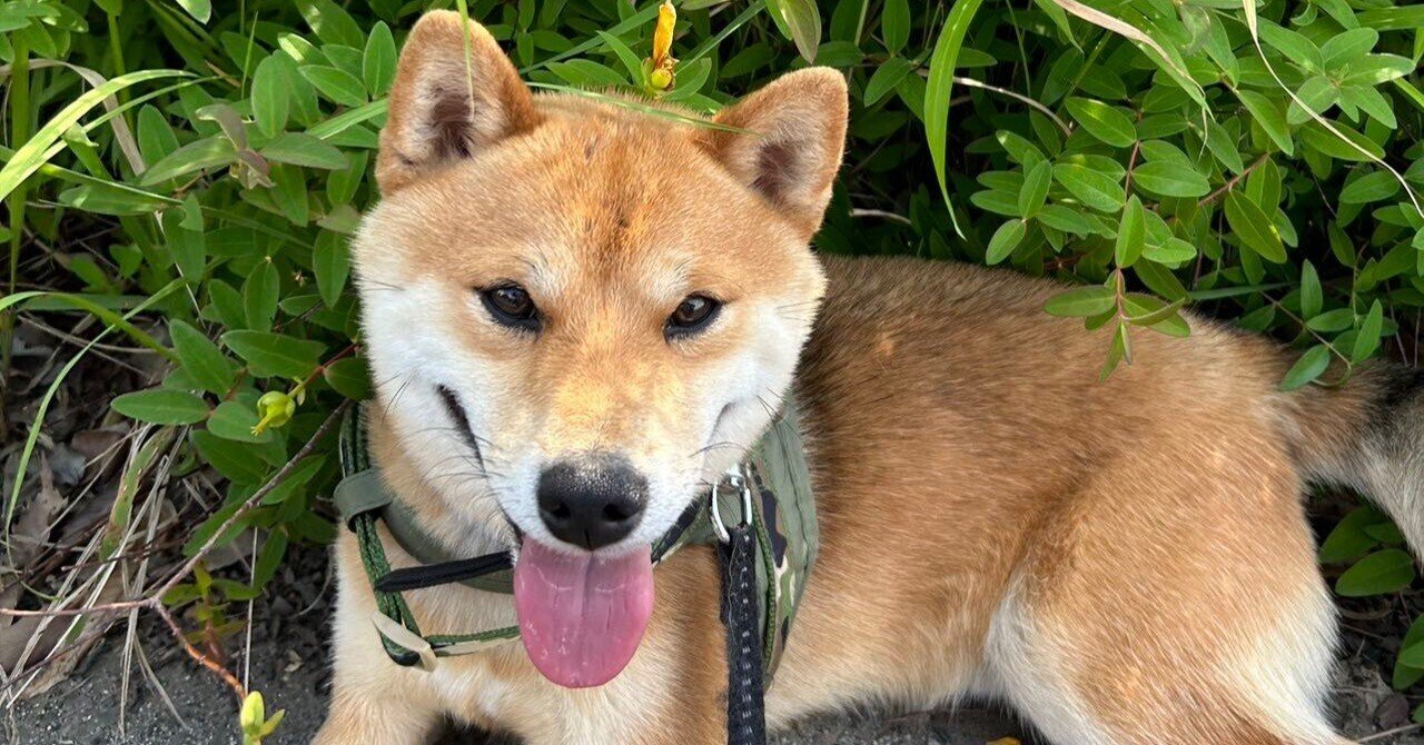 Dadadada 6月の更新内容｜equalizer