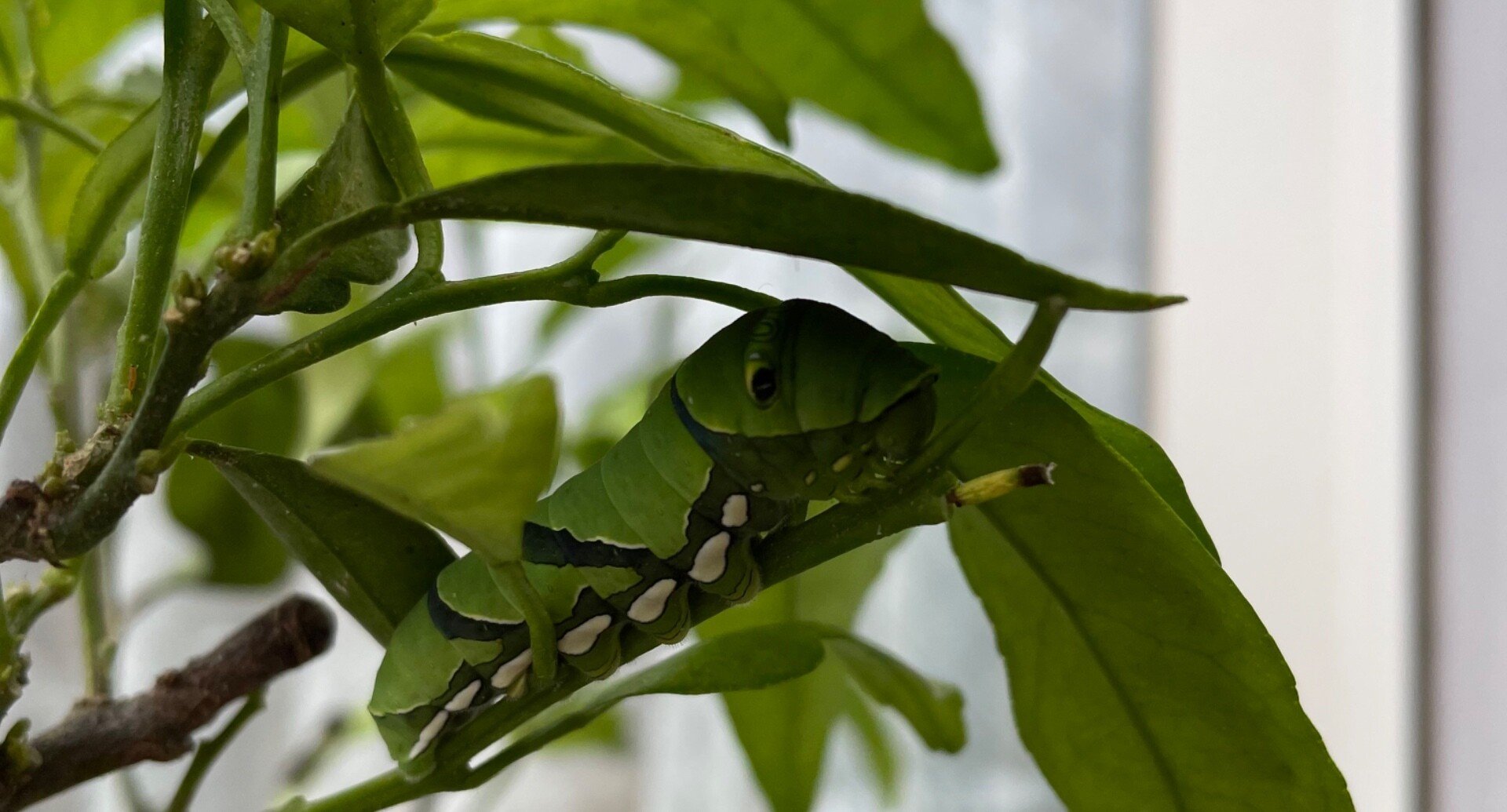 詩（2024）｜Toko Uchida｜note