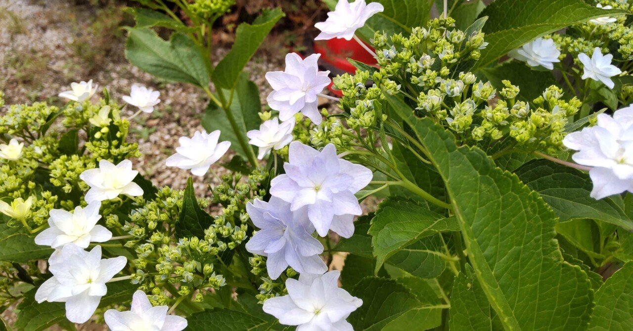 病院わらし 第6話｜KOKI