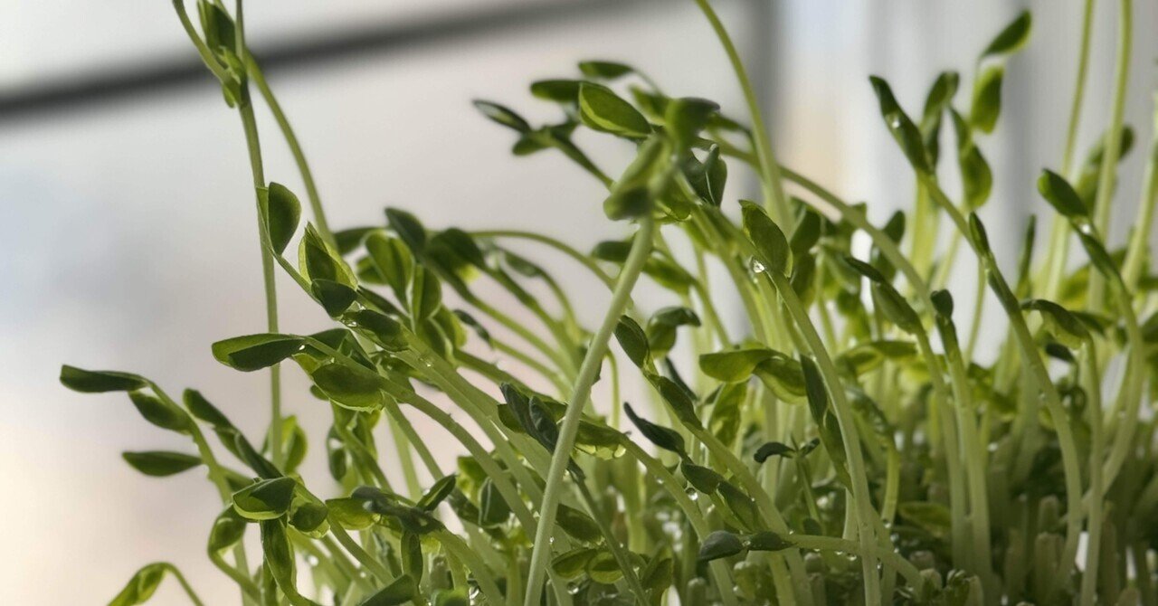 豆苗にハマってみませんか？｜shizuka yamasaki